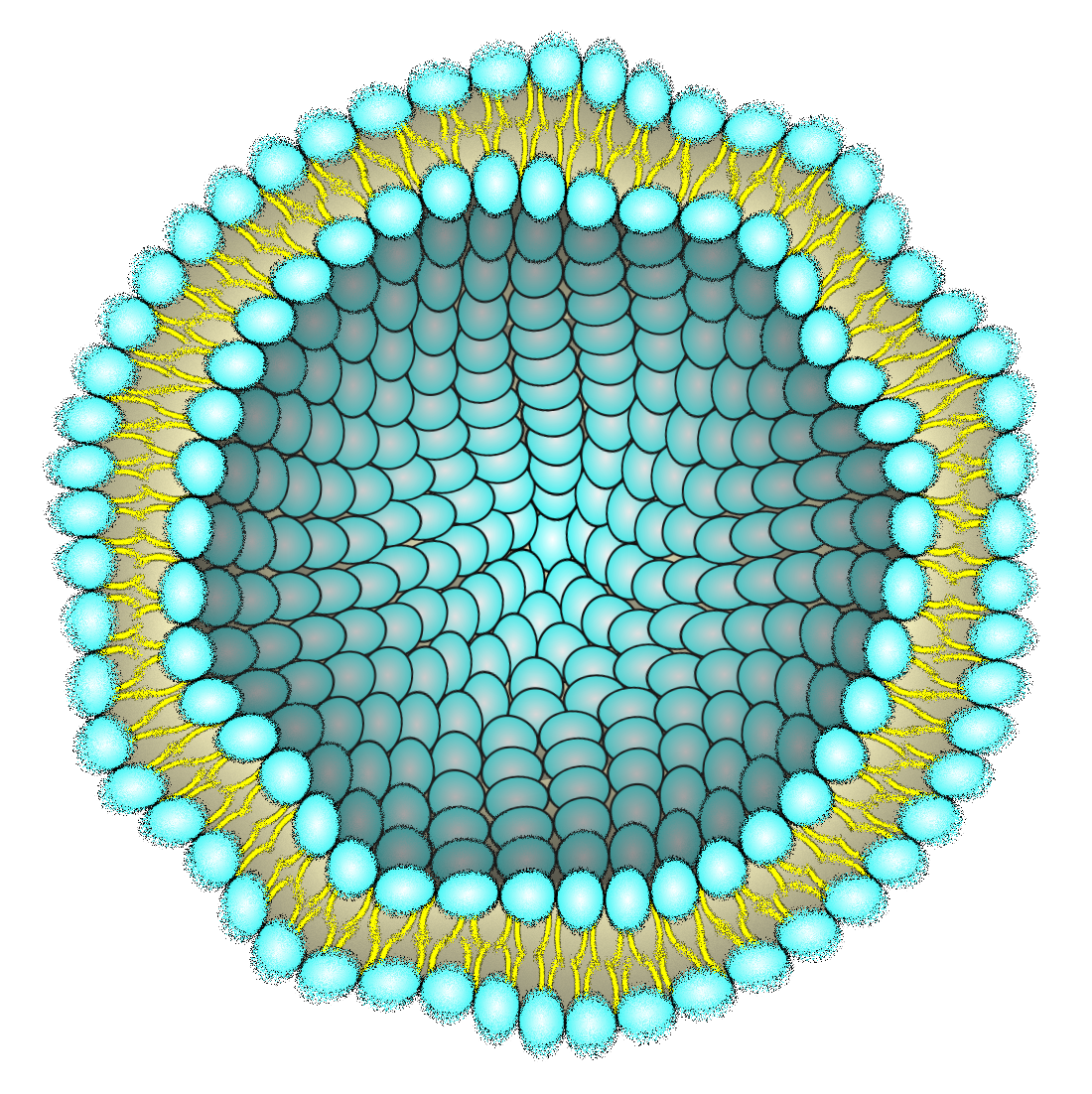 BIOMOD Team Noko 2024